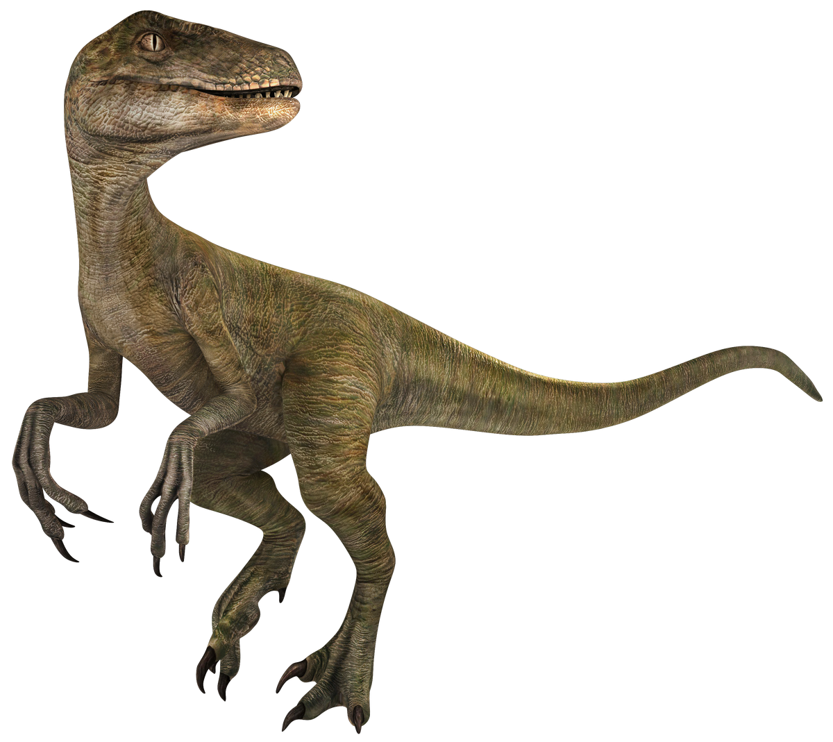 Velociraptor/JW: A | Jurassic Park Wiki | Fandom