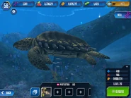 Protostega | Jurassic Park Wiki | Fandom