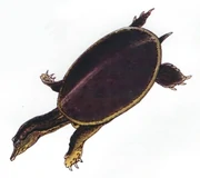 Trionyx | Jurassic Park Wiki | Fandom