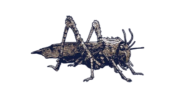 Giant Locust | Jurassic Park Wiki | Fandom