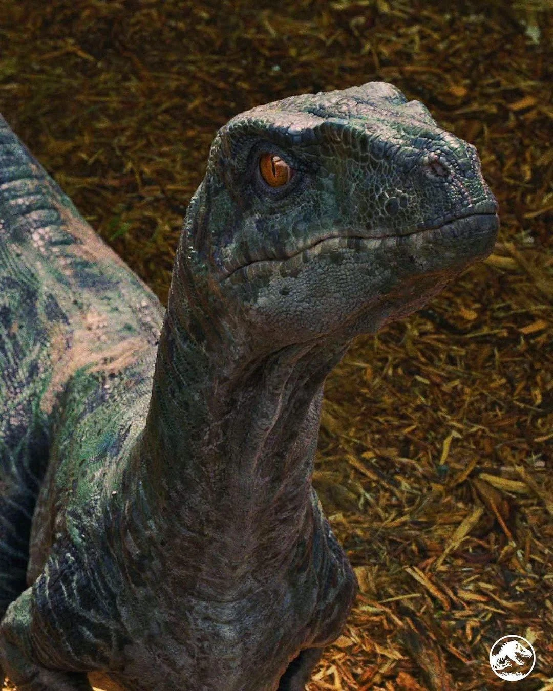 Jurassic World Raptor Delta 59 JURASSIC WORLD DELTA