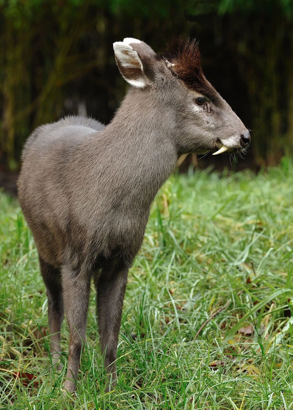 Nublar Tufted Deer | Jurassic Park Wiki | Fandom
