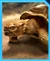Entelolania/JW: A | Jurassic Park Wiki | Fandom