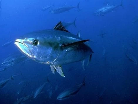 Atun | Jurassic Park Wiki | Fandom