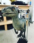 Beta | Jurassic Park Wiki | Fandom