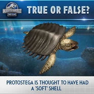 Protostega | Jurassic Park Wiki | Fandom