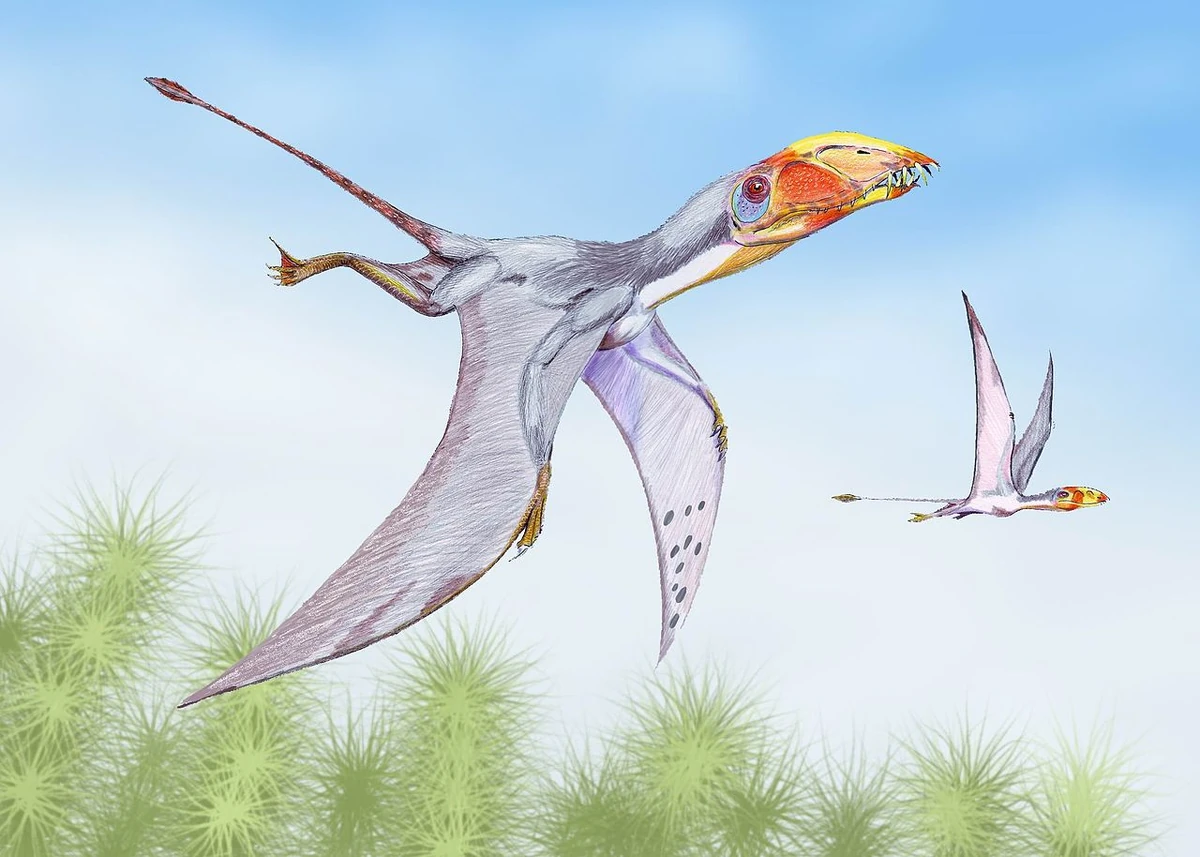 Dimorphodon | Jurassic Park Wiki | Fandom