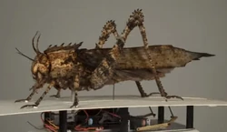 Giant Locust