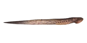 Giant Lamprey | Jurassic Park Wiki | Fandom
