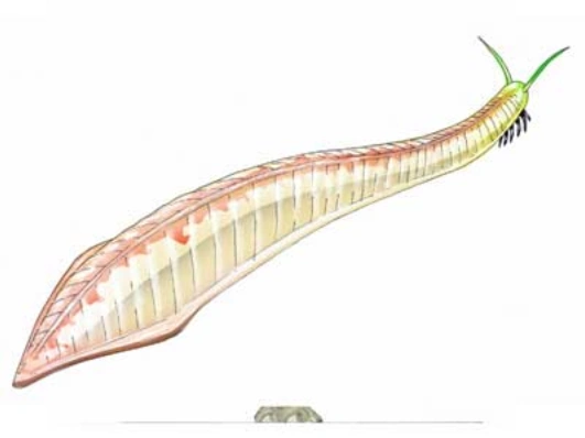 Pikaia | Jurassic Park Wiki | Fandom