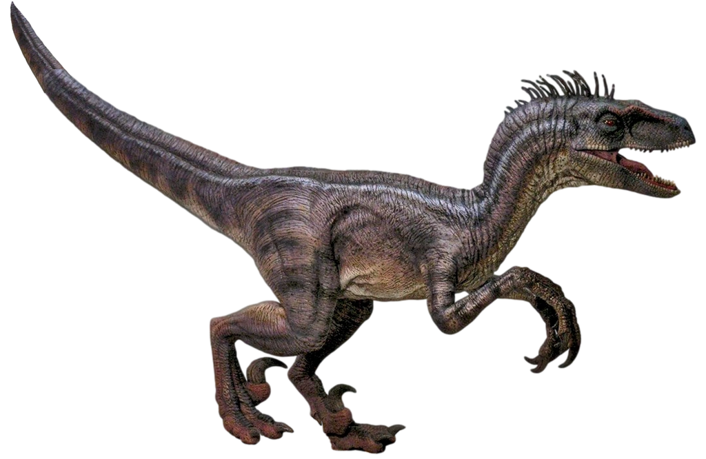 Velociraptor Sornaensis/Galeria | Jurassic Park Wiki | Fandom
