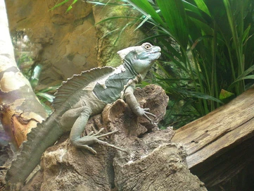 Basilisco | Jurassic Park Wiki | Fandom