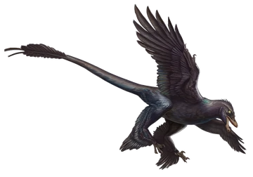 Microraptor Size