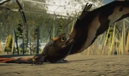 Jeholopterus | Jurassic World Evolution Wiki | Fandom