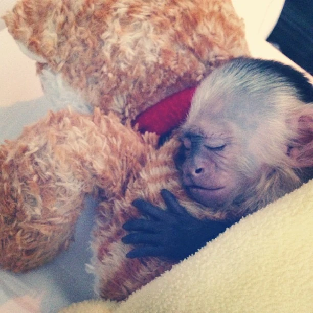 Capuchin Monkey Justin Bieber