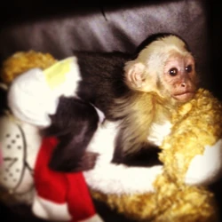 Capuchin Monkey Justin Bieber