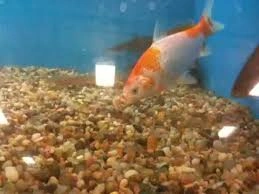 Rock Eater | JustLeafy's Wiki | Fandom