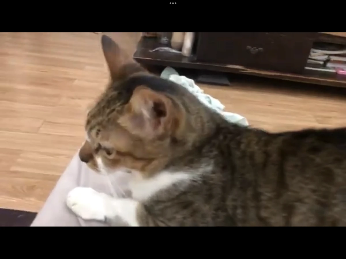 Soda (cat) | K10CE Wiki | Fandom