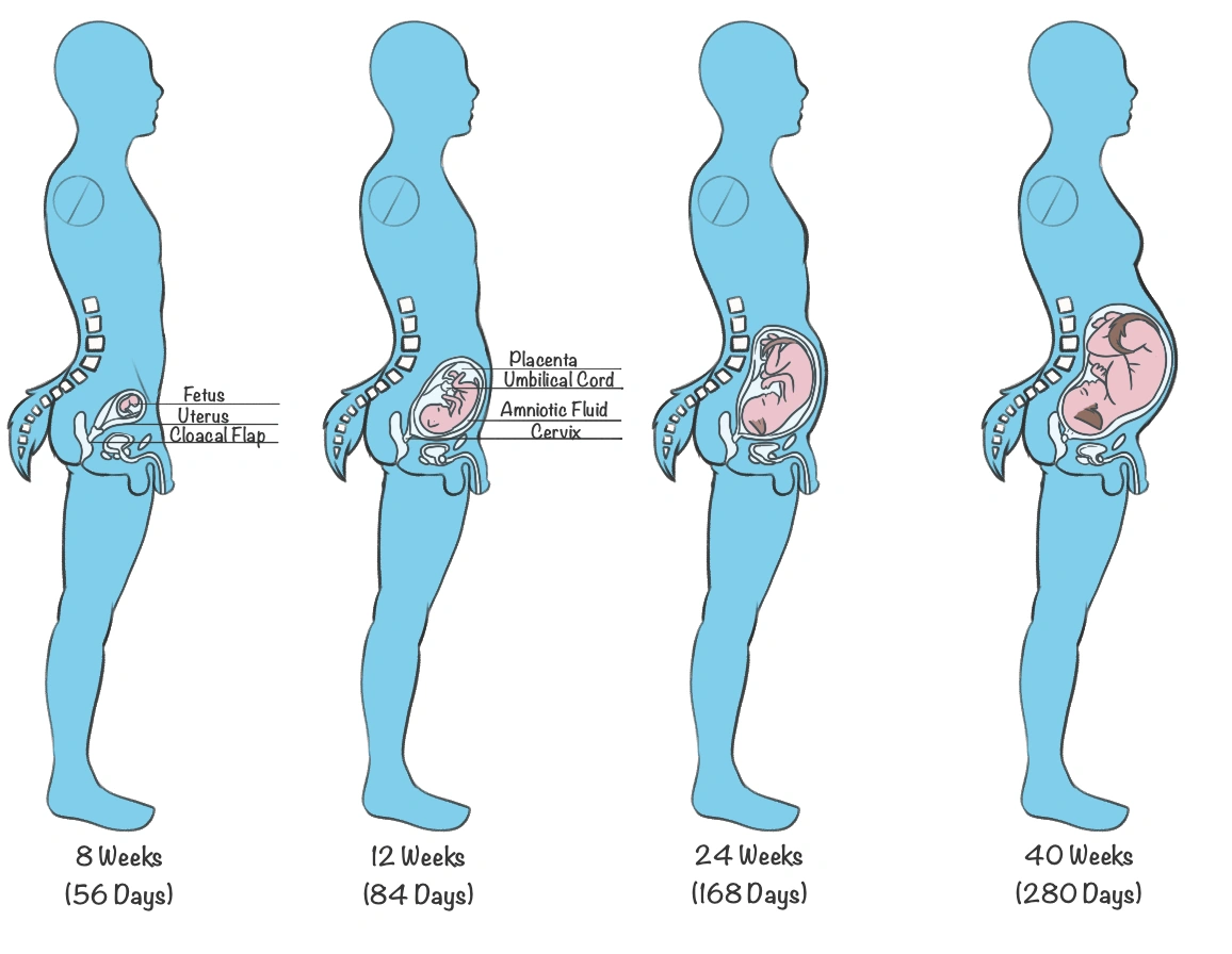 A/B/O & MPreg | Kadoraverse Wiki | Fandom