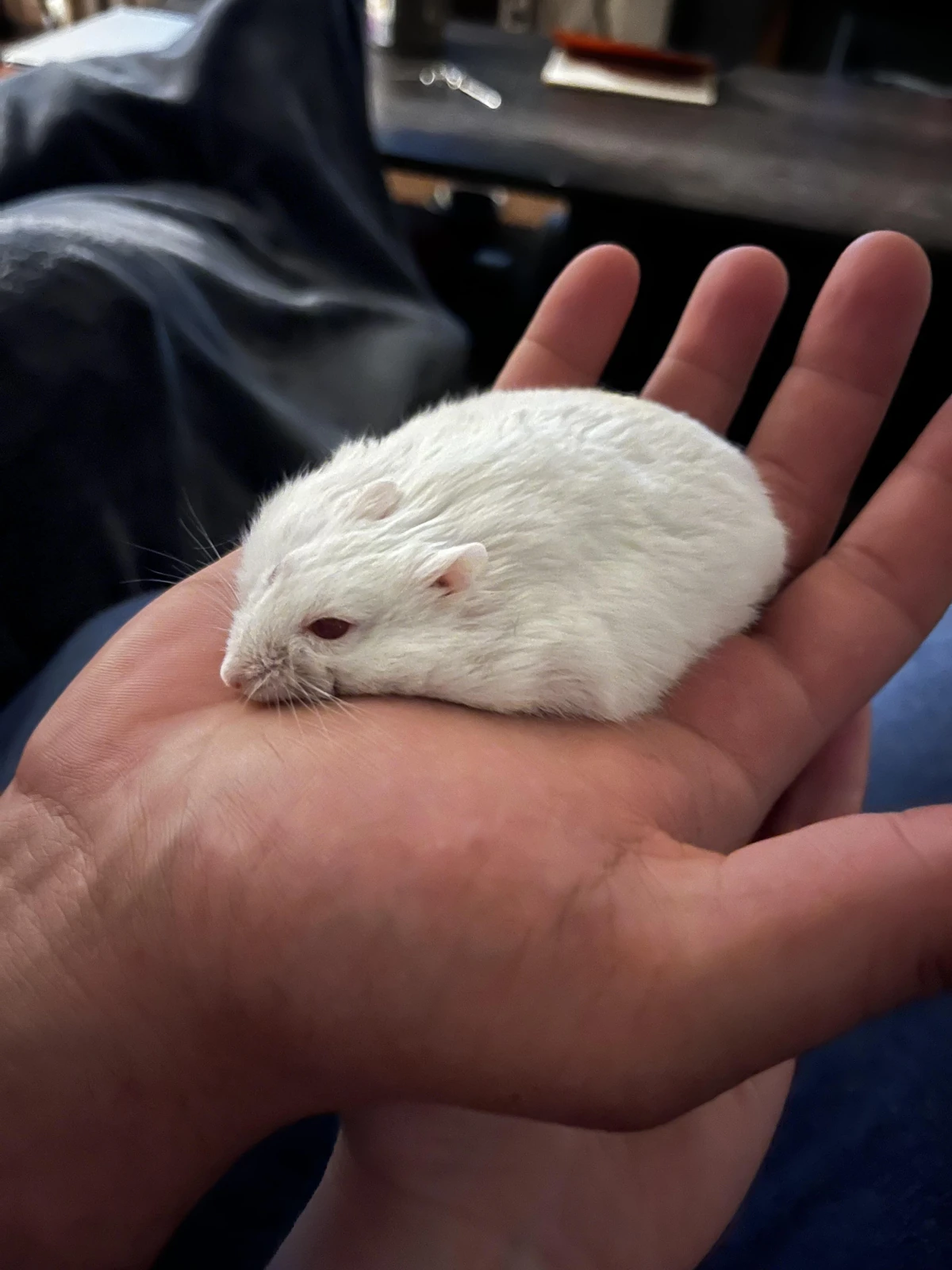 Hamster Kanepe Olayı | Kaijiri Wiki | Fandom