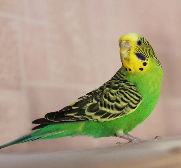 Category:Karakterler | Kaijiri Wiki | Fandom