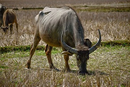 Water Buffalo | Kaijuverse Wiki | Fandom