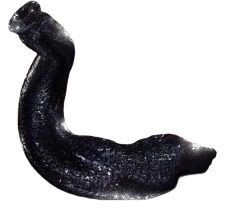 Leech | Kaijuverse Wiki | Fandom