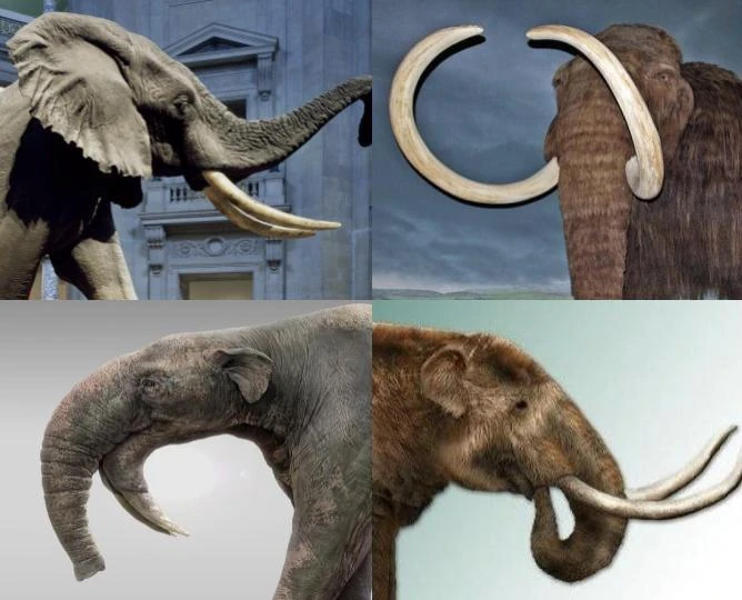 Proboscidea | Kaijuverse Wiki | Fandom