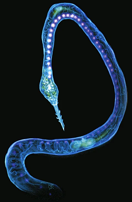 Hydra | Kaijuverse Wiki | Fandom