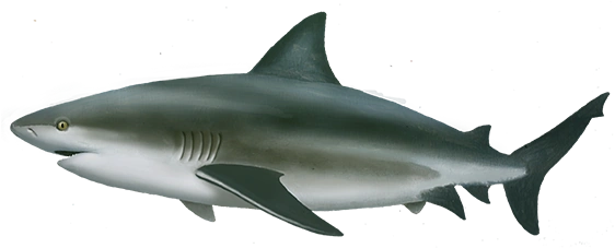 Rookin Phantom (Shark Week) | Kaijuwikia Wiki | Fandom
