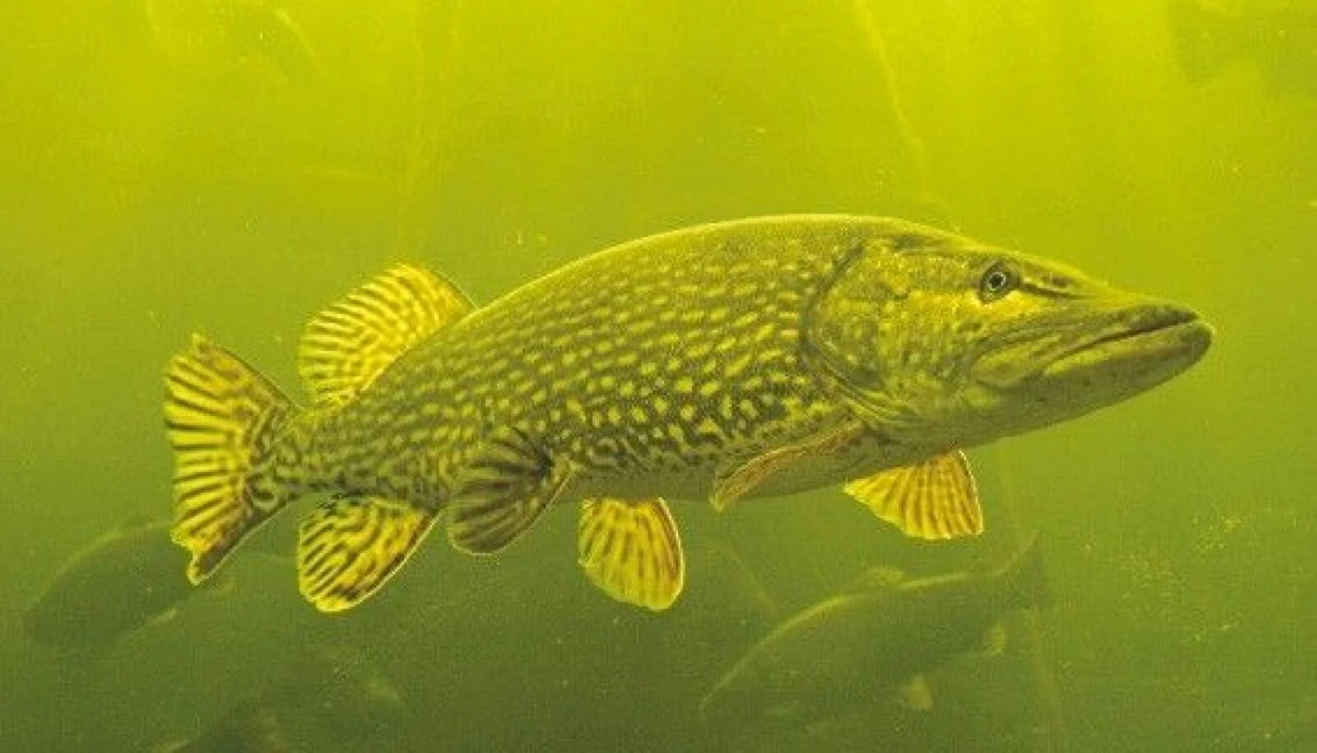 Haug | Kalaviki Viki | Fandom