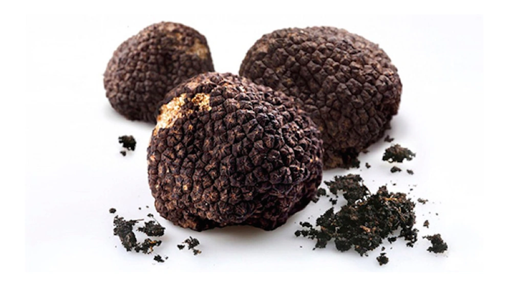 Truffle | Kaleidoscopic Path Wiki | Fandom