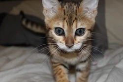Kalel Kitten Buki