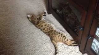 Kitty Pees EVERYWHERE | Kalel Wiki | Fandom