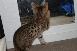 Kalel Kitten Buki