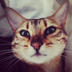 Kalel Kitten Buki