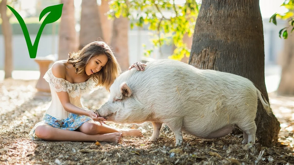 Photoshoot with Farm Animals, Behind The Scenes | Kalel Wiki | Fandom