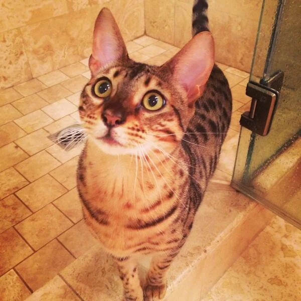 Pip | Kalel Wiki | Fandom