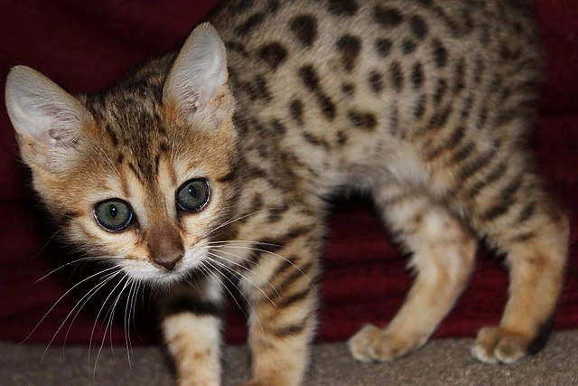 1.25.2011 | Kalel Wiki | Fandom