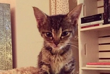 Kalel Kitten Kabuki