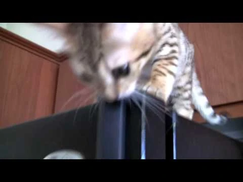 Kalel 'n Kabuki Videos | Kalel Wiki | Fandom