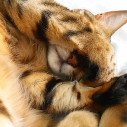 Kalel Kitten Buki