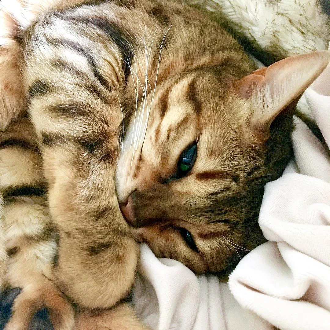 Cats | Kalel Wiki | Fandom