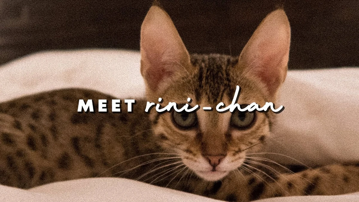 MEET RINI-CHAN | Kalel Wiki | Fandom