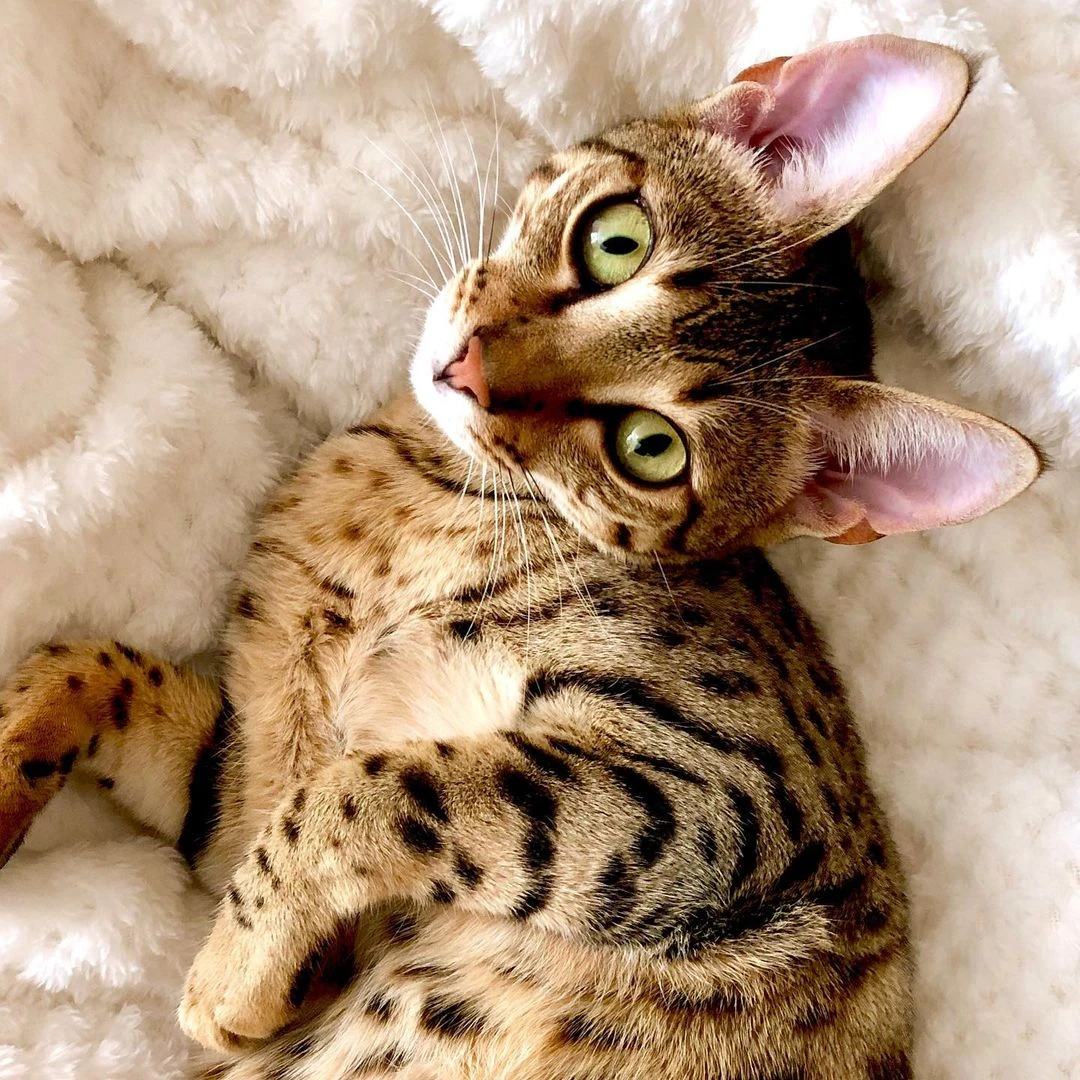 Rini-Chan | Kalel Wiki | Fandom