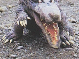 Category:Beastmen | Kamen Rider Wiki | Fandom