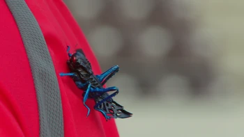 Grasshopper Monster | Kamen Rider Wiki | Fandom