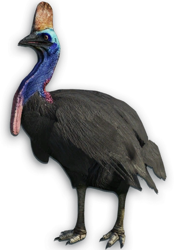 Kazuar | Kamierowskie kroniki downa Wiki | Fandom