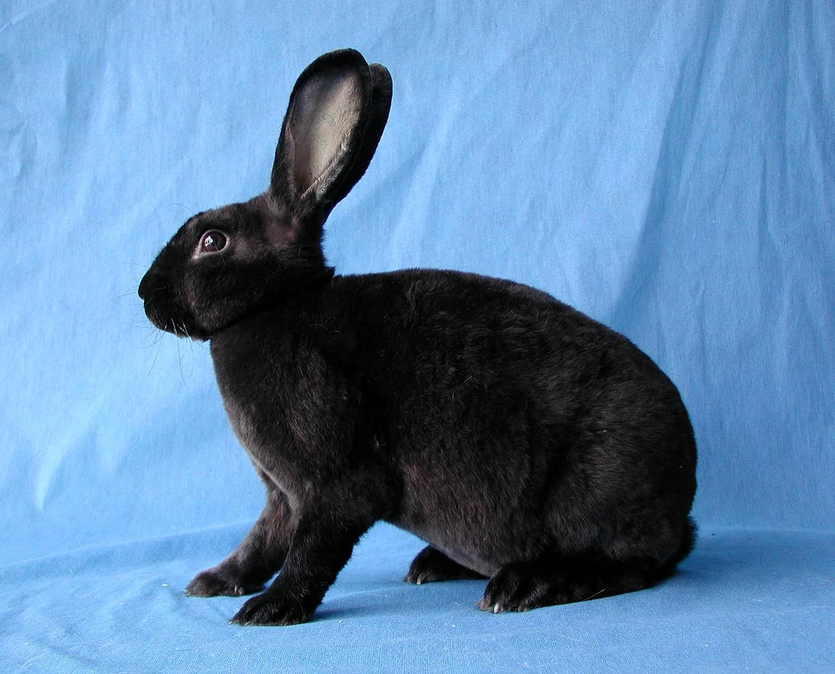 Rexkaninchen | Kaninchen Wiki | Fandom