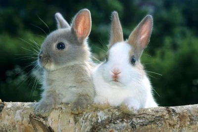 Zwei Zwerge | Kaninchen Wiki | Fandom